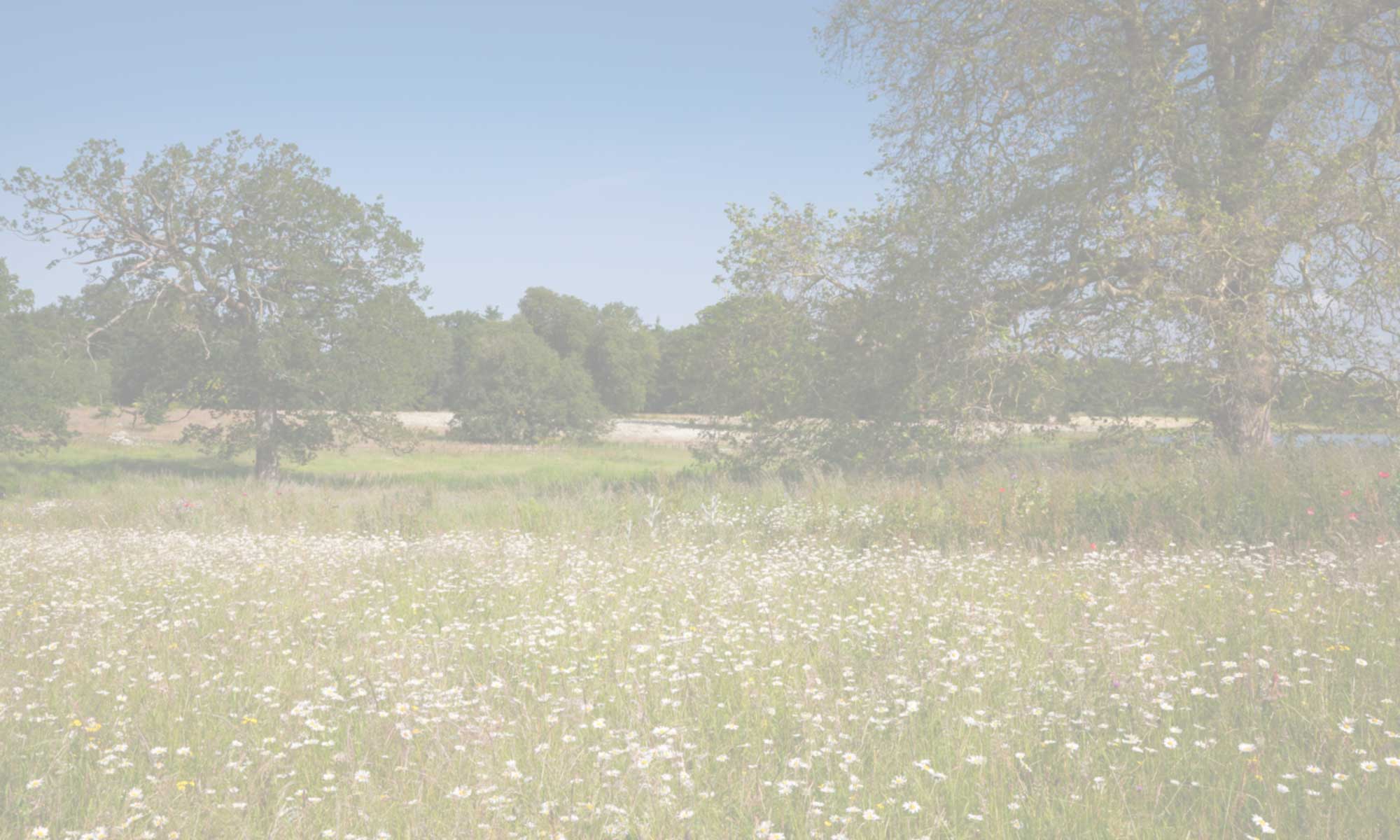 raveningham_estate2 | Raveningham Estate